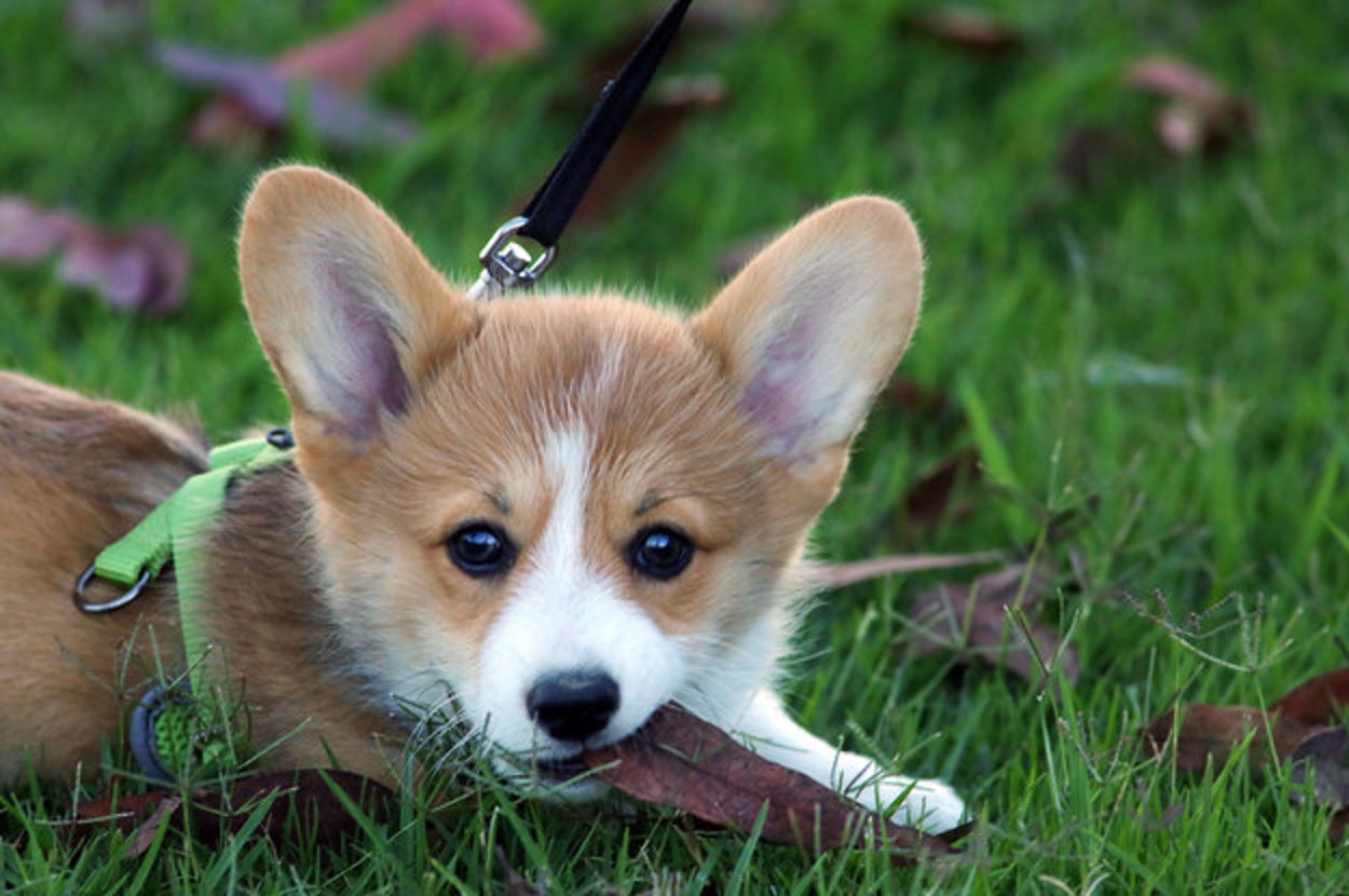 Brooklyn The Corgi Can’t Even