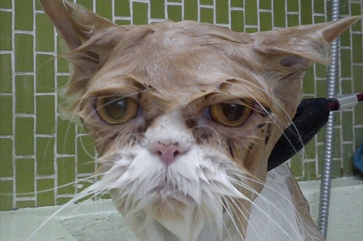 23 Cats Who Hate Bath Time More Than Anything Else