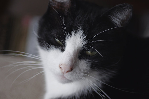 15 Photos That Prove Cats Are Forever Unimpressed