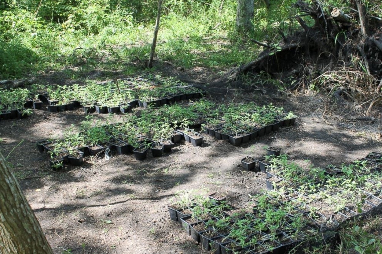 $2 Million Pot Farm Found On Federal Land In Texas