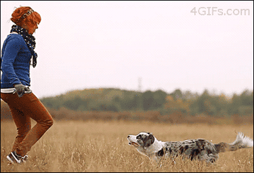 10 Dog GIFs That'll Make You Say "Who's A Good Dog"