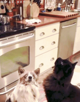 10 Dog GIFs That'll Make You Say "Who's A Good Dog"