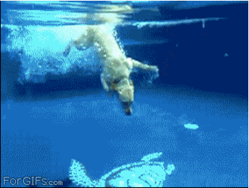 10 Dog GIFs That'll Make You Say "Who's A Good Dog"