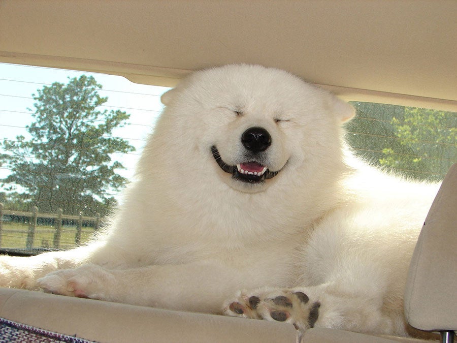 20 Beautiful Dogs With Beautiful Smiles