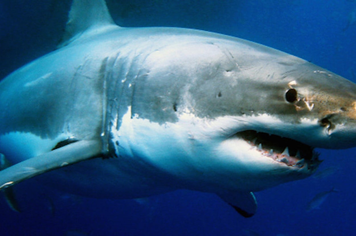 52 Thoughts Every Shark Has During Shark Week