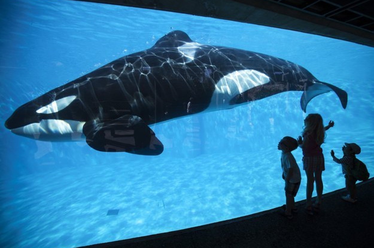 After Stock Crashes, SeaWorld Expands Orca Habitats And Donates $10 ...