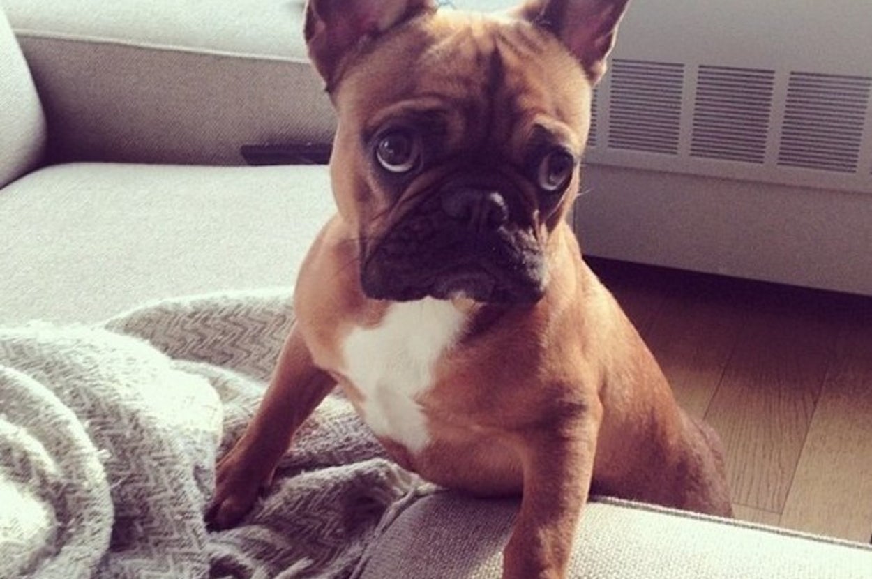 The 14 Most Kissable Pets Of The Week