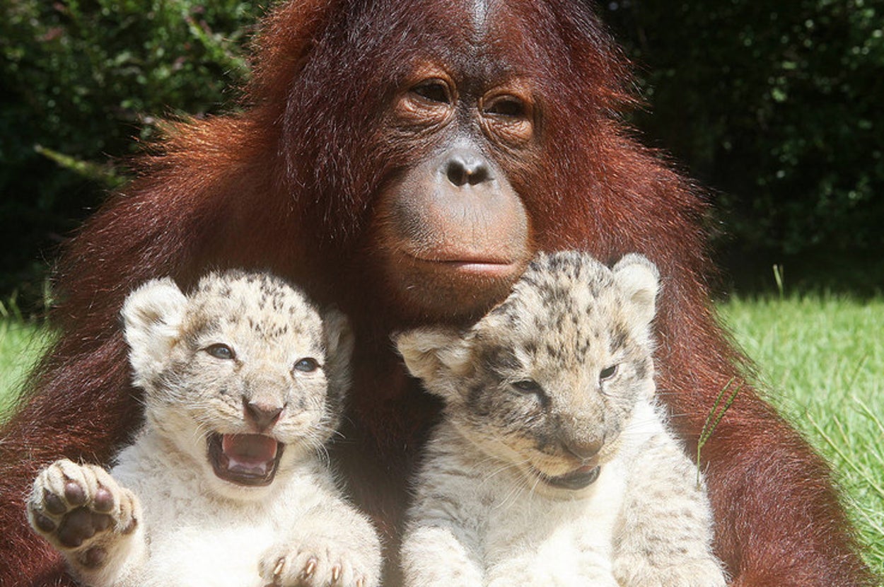 18 Animal Best Friends Who Will Melt Your Heart