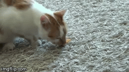 26 Messy Animals Who Will Make Your Day