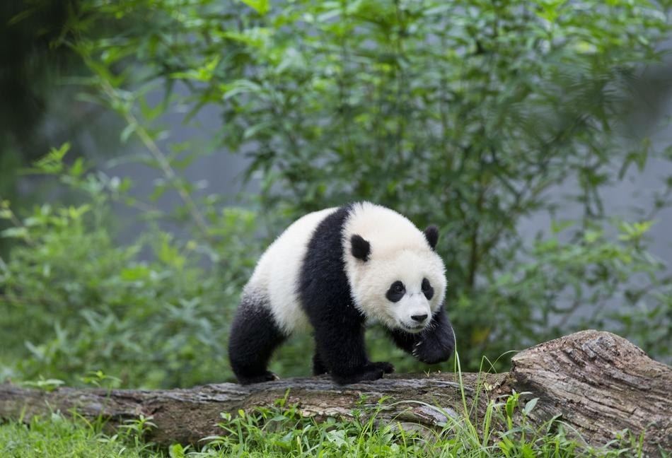 15 Ridiculously Adorable Pictures Of Bao Bao The Panda Celebrating Her ...