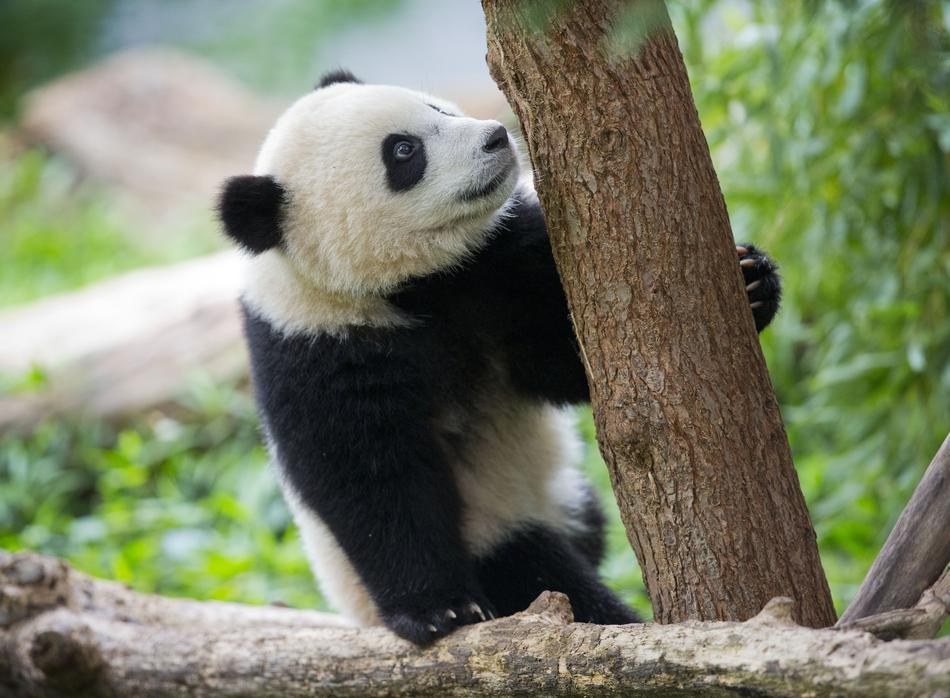 15 Ridiculously Adorable Pictures Of Bao Bao The Panda Celebrating Her ...