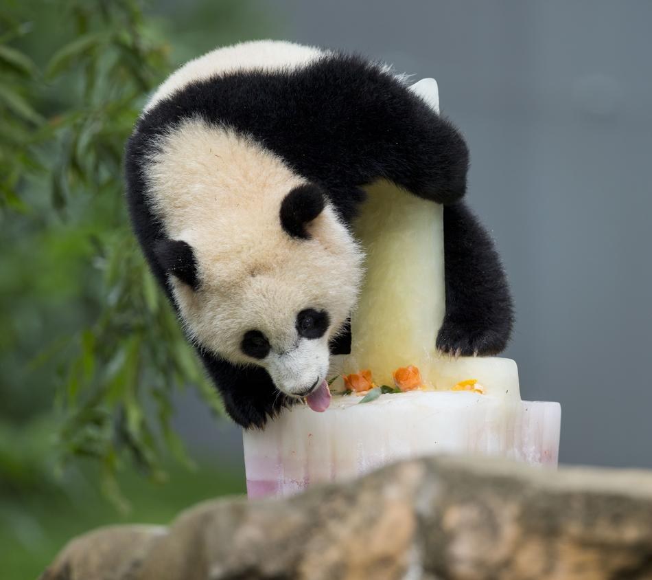 15 Ridiculously Adorable Pictures Of Bao Bao The Panda Celebrating Her ...