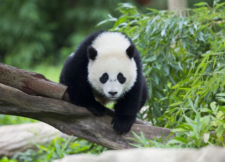 15 Ridiculously Adorable Pictures Of Bao Bao The Panda Celebrating Her ...