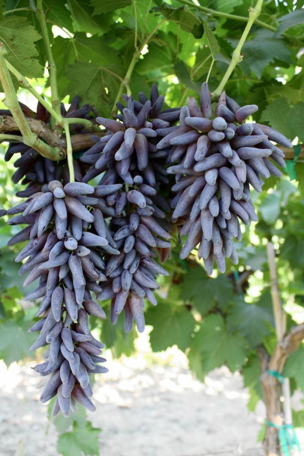 This Summer s Hottest Fruit Is Witch Fingers