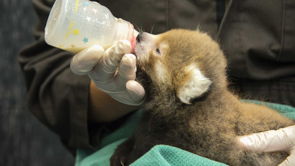15 Ridiculously Cute Photos Of A Hand-Reared Baby Red Panda