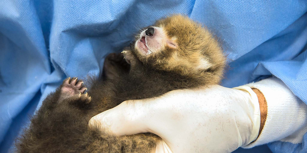 15 Ridiculously Cute Photos Of A Hand-Reared Baby Red Panda