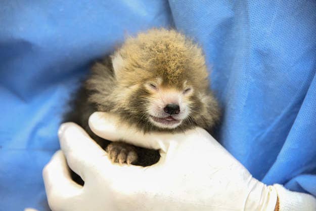 15 Ridiculously Cute Photos Of A Hand-Reared Baby Red Panda