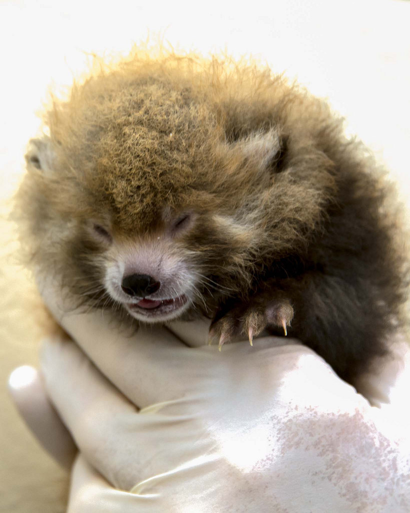 15 Ridiculously Cute Photos Of A Hand-Reared Baby Red Panda