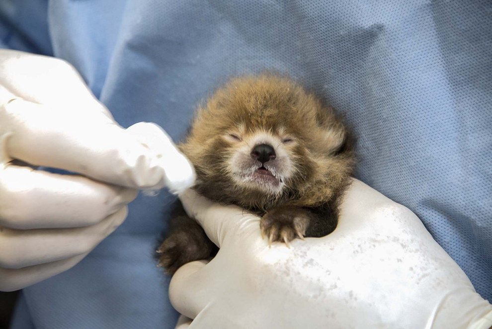 15 Ridiculously Cute Photos Of A Hand-Reared Baby Red Panda