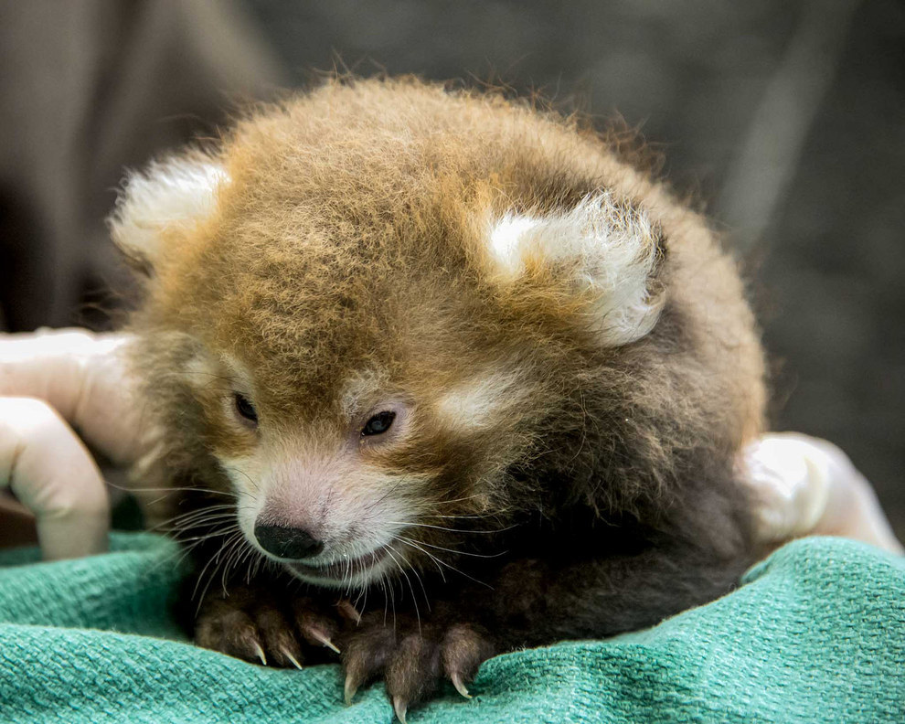15 Ridiculously Cute Photos Of A Hand-Reared Baby Red Panda