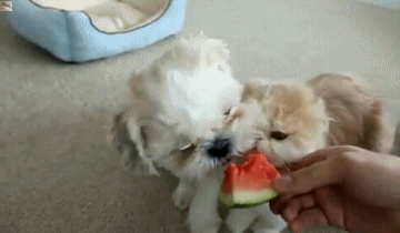 26 Messy Animals Who Will Make Your Day