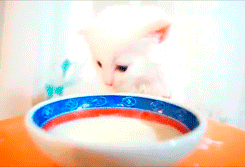 26 Messy Animals Who Will Make Your Day