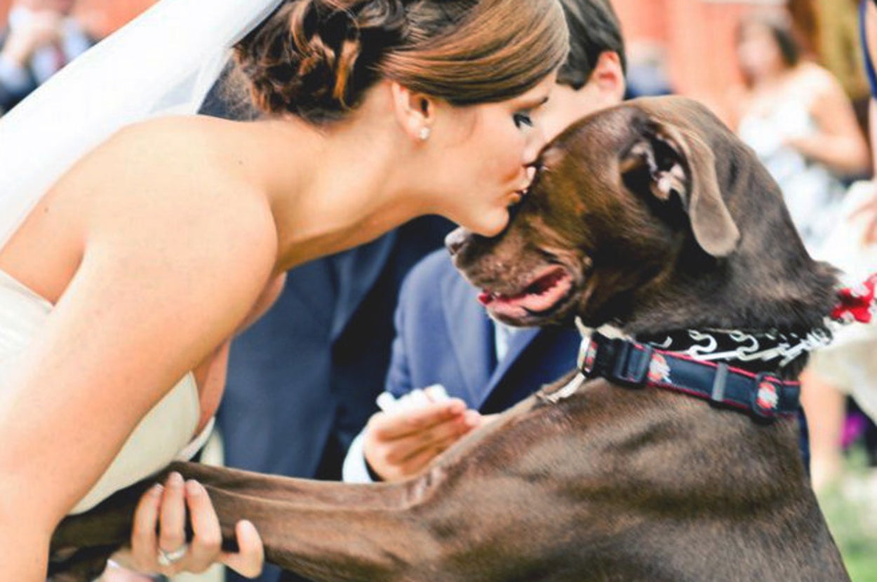 21 Impossibly Adorable Wedding Day Dogs