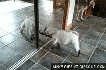 23 Animal GIFs That Should Be World Famous