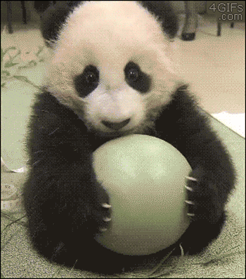 23 Animal GIFs That Should Be World Famous