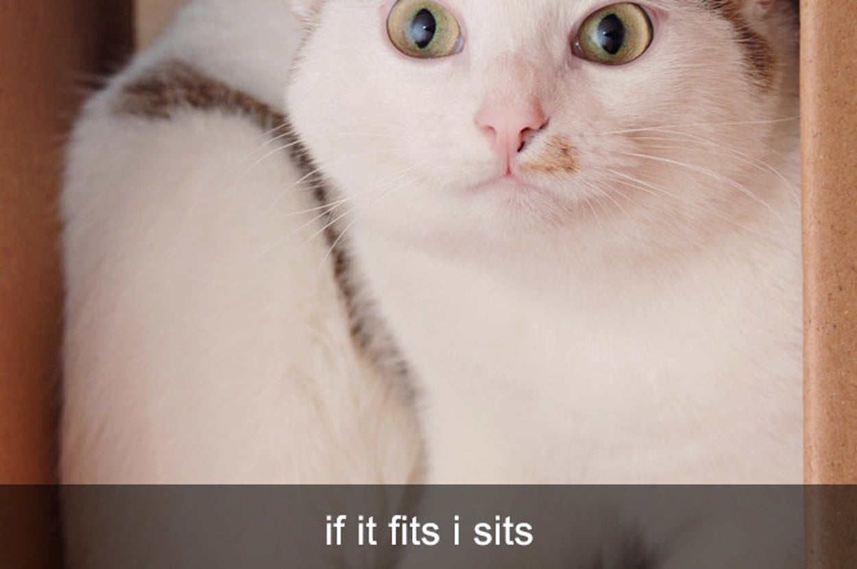12 Messages We’d Probably Get If Our Cats Could Text