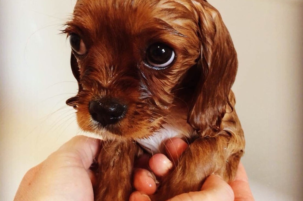 15 Puppies That Are Desperate To Tell You It's Puppy Awareness Week