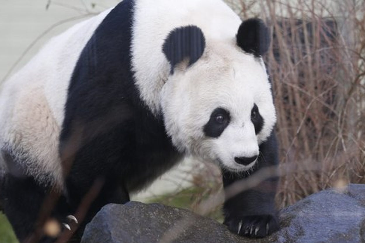 Edinburgh's Giant Panda Is No Longer Pregnant And People Are Joking The ...