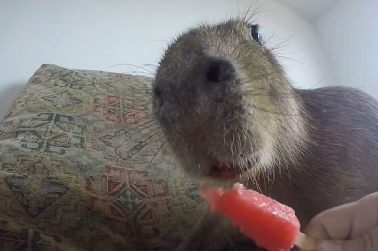 capybara popsicle