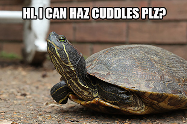 13 Turtles That Need Your Love