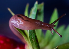 The Toughest Game Of "Would You Rather" You Will Ever Play