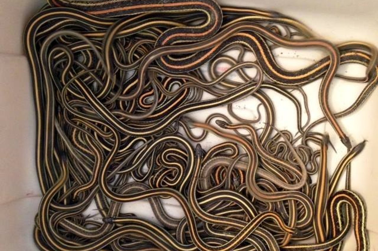 A House In Canada Was Infested With Over 100 Snakes, Residents ...