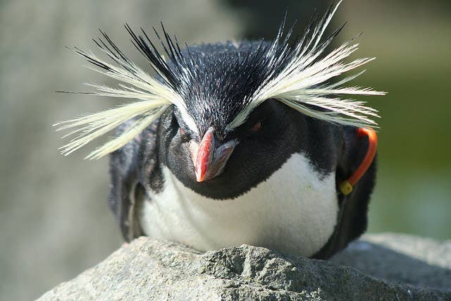 14 Reasons You Should Never Mess With A Penguin