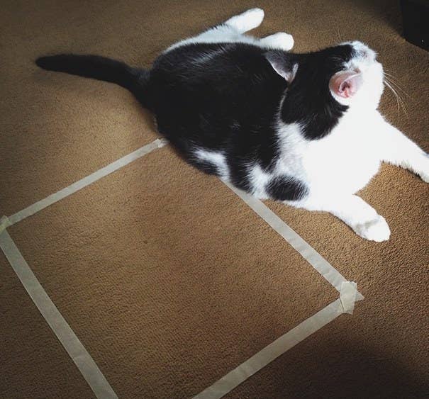 39 Cats Who Were Brilliantly Pranked By Their Owners