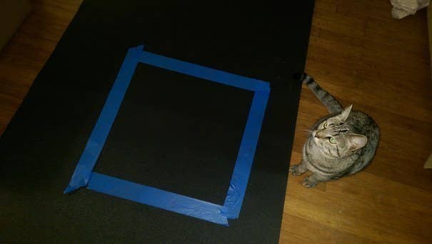 39 Cats Who Were Brilliantly Pranked By Their Owners