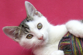 11 Ways To Delight Your Cat AND Yourself