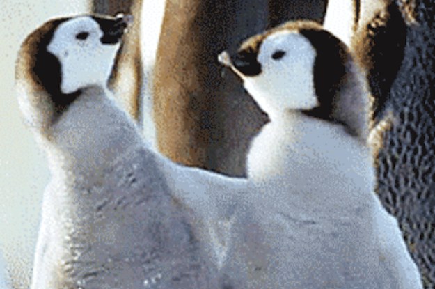 23 Animal GIFs That Should Be World Famous
