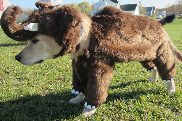 10 Animal Impostors Who Just Aren't Fooling Anyone