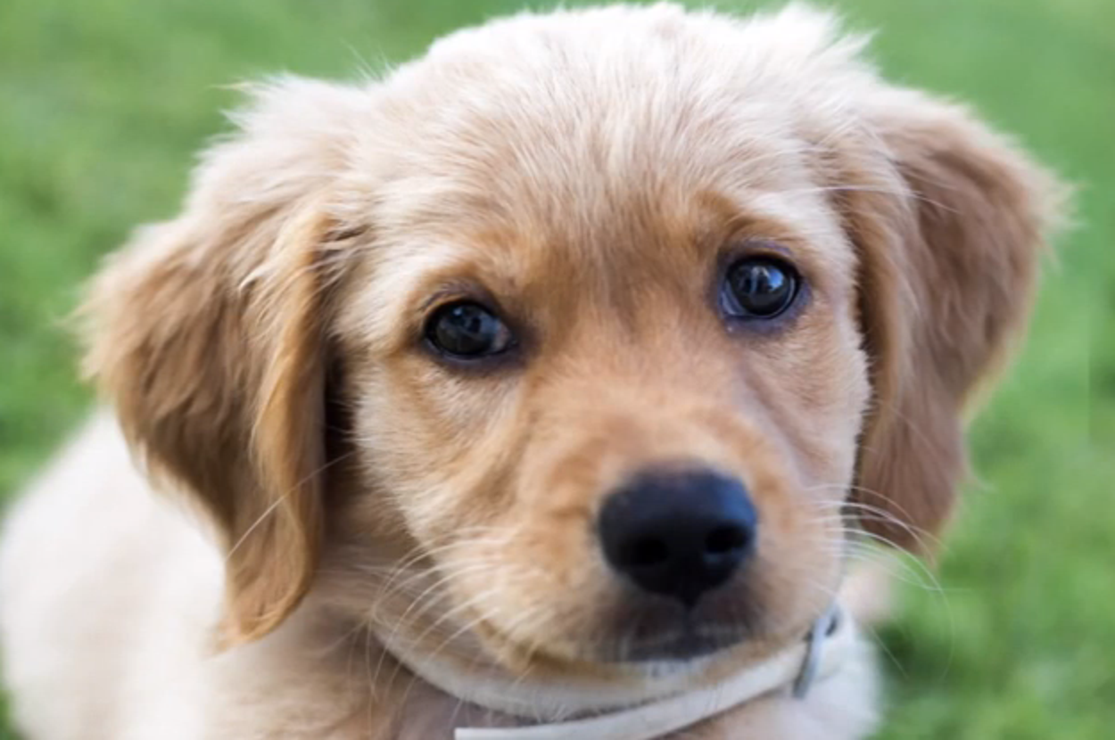 Seth Meyers Reveals The Most Extreme Dog Shaming In This Hilarious Video