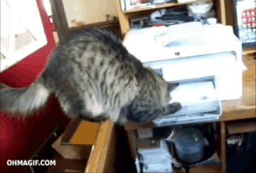 13 Cats Who Are Totally Overachieving