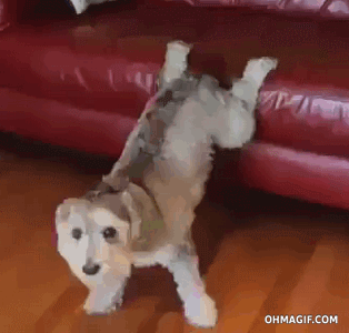23 Dogs With The Biggest Personalities Of 2014