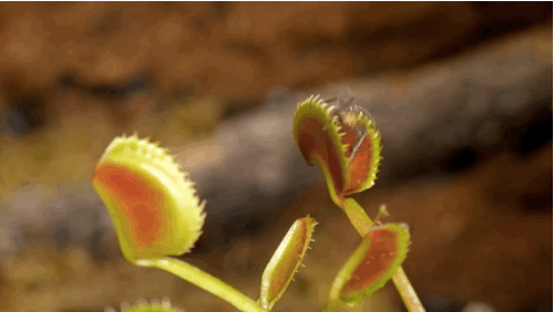 This Time Lapse Of Carnivorous Plants Eating Insects Is Basically A ...