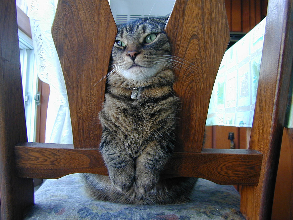 18 Animals That Are Pushing It A Little Too Far