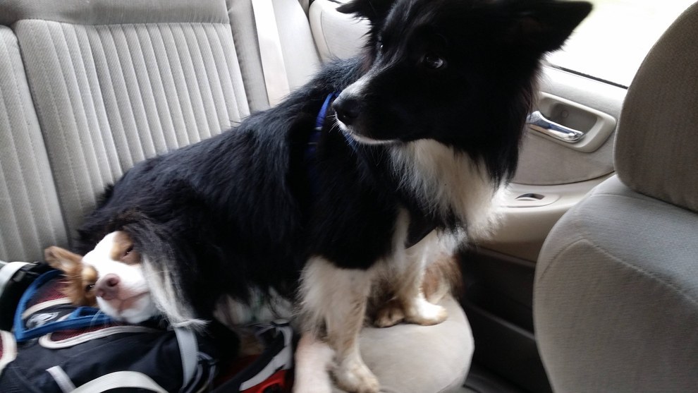 20 Times Animals Were Rude As Hell To Each Other