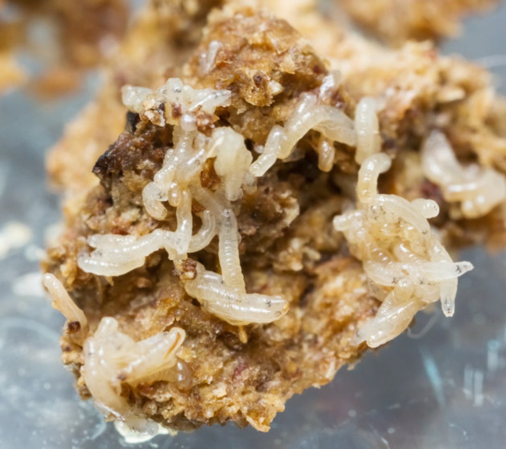 21 Disgusting Things That Are Legally Allowed In Your Food