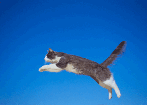 15 Mind-Blowing Facts About The Science Of Cats